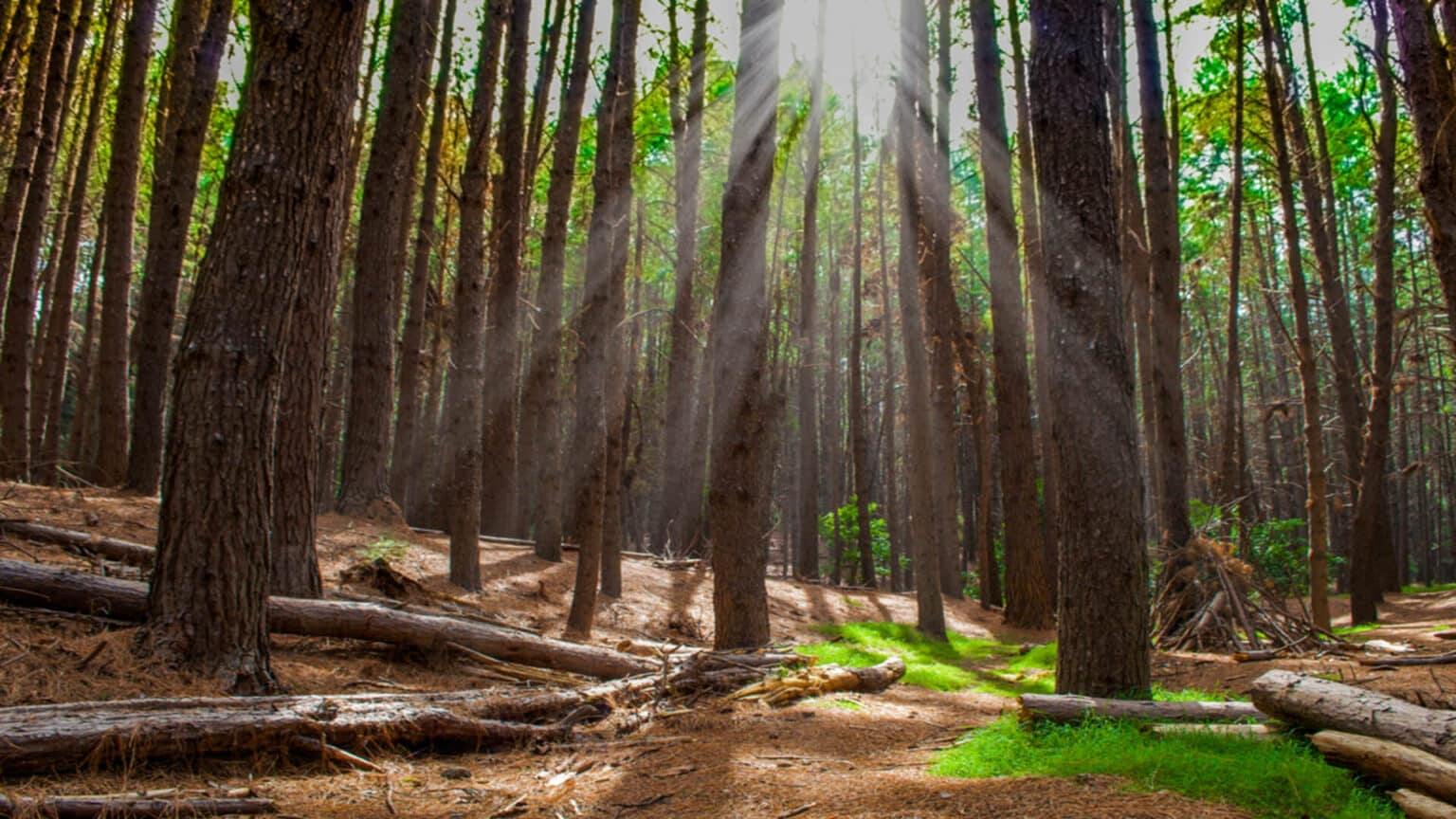 Exploring the Makawao Forest Reserve: Multi-Purpose Trails - Maui ...
